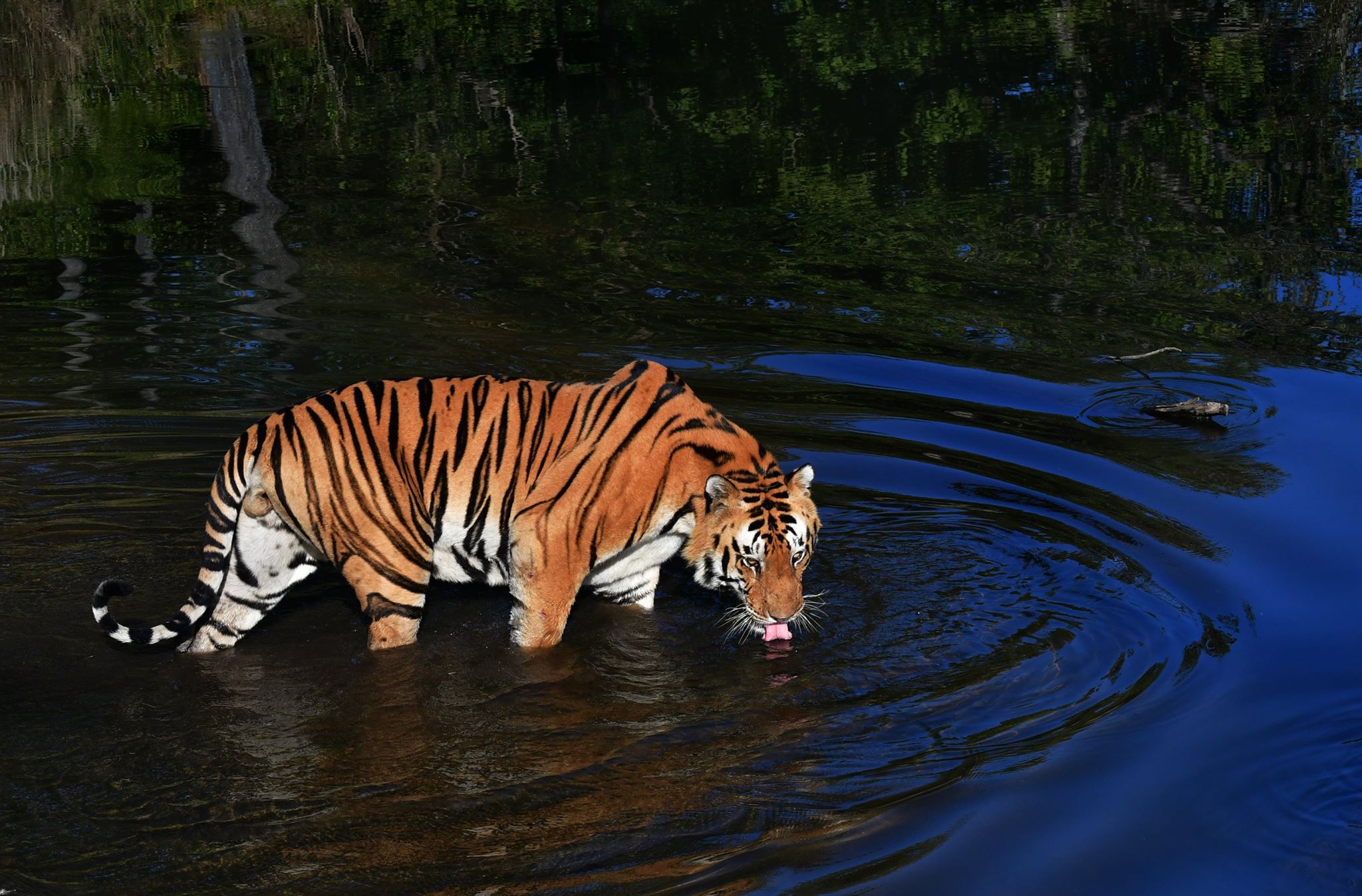 MEE Tiger Reserves Web Portal